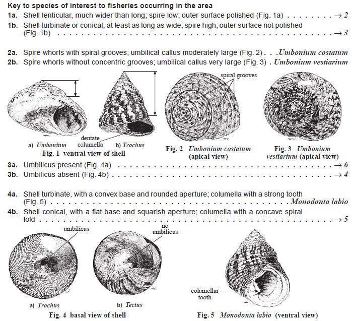 taxo4254 - Monodonta labio